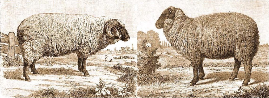 TAJNA ALHEMIJA SOMBORSKOG SIRA – Ravnoplov